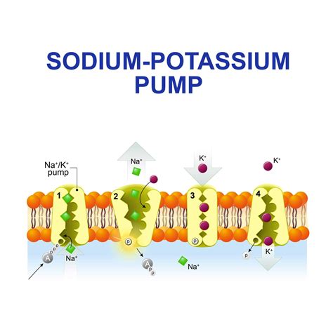 Potassium Cycle
