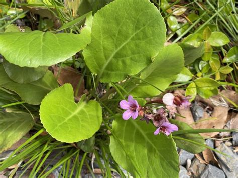 気分って その1 カタリーの算命学