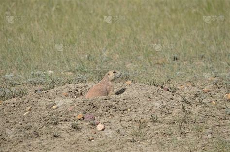 野生黑尾草原土拨鼠