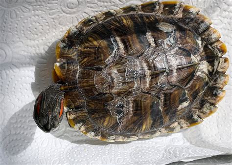 Turtle Shell Rot Signs Causes And Treatment Vet Answer Hepper