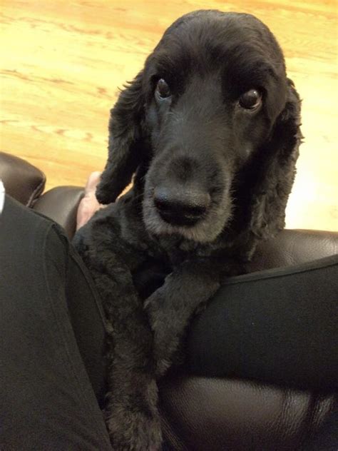 12 Realities New Cocker Spaniel Owners Must Accept