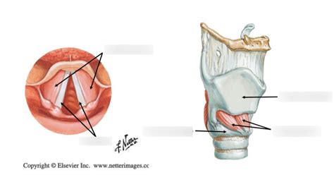 Face Infratemporal Fossa Image 19 Exam 1 Diagram Quizlet