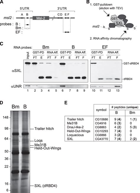 Figure 2 From Sex Lethal Promotes Nuclear Retention Of Msl2 Mrna Via
