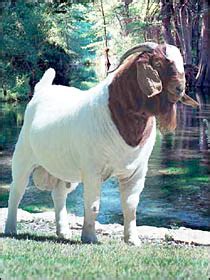 Boer Goat Does