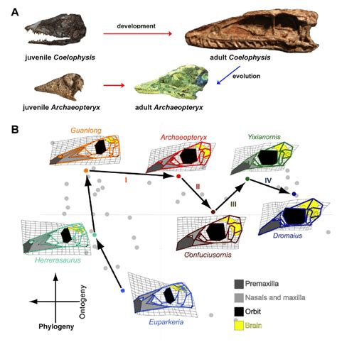 Geometric Morphometrics Analysis Of Skull Shapes In Archosauria Reveals
