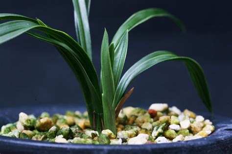 난개척자 남해 한국춘란 난초 춘란 蘭 산채품 종자목 명명품 화예품 엽예품