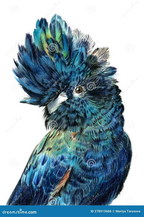 Watercolor Illustration Of A Parrot Red Tailed Black Cockatoo Stock