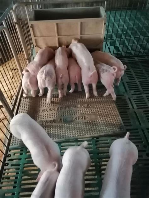 无抗饲料来了！明年的夏天也许是很多饲料企业的寒冬—猪知乐整理 知乎