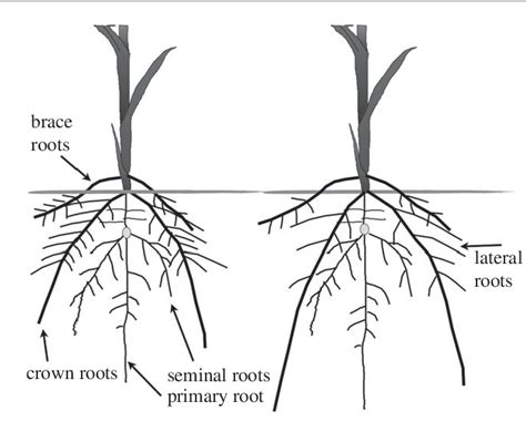 Figure 1 From New Roots For Agriculture Exploiting The Root Phenome Semantic Scholar