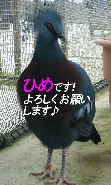 神戸花鳥園公式ブログ過去ログ