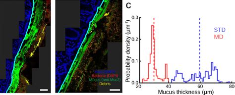 Figure 4 From Quantitative Imaging Of Gut Microbiota Spatial