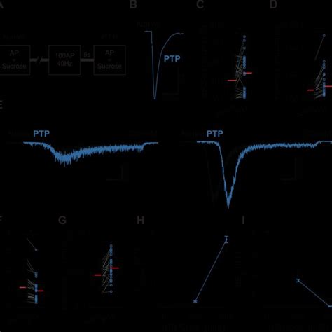 Post Tetanic Potentiation Causes A Decrease In The Fusion Energy Download Scientific Diagram