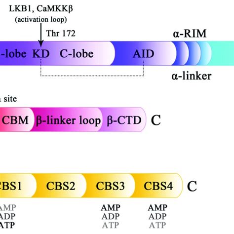 Domain Structure And Three Subunits Of The Ampk Protein Upstream