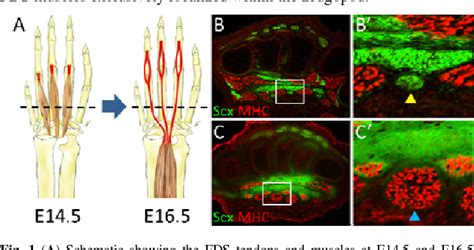 Figure 1 From Flexor Digitorum Sublimis Tendon Development Depends On Muscle Translocation
