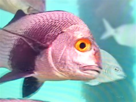 Concerned Fish Scrolller