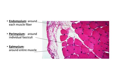 Musculartissue For Cssd Pptx Copy Pptx