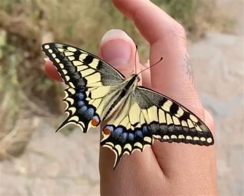 Western Tiger Swallowtail Butterfly Yellow Butterfly Tattoo