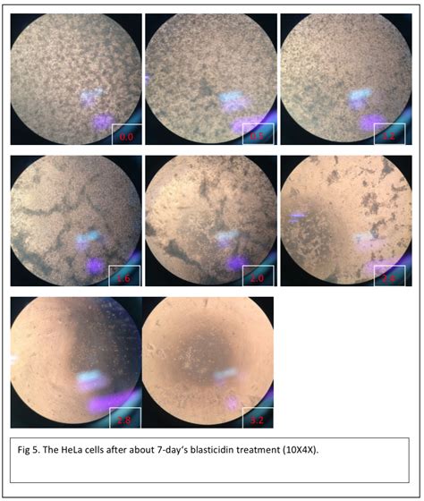 Teamsustc Shenzhennotebookhelacelldetermining The Appropriate