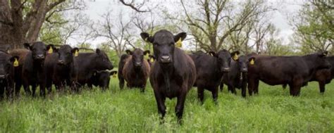 Formula Provides Basis For Tree Appraisal Noble Research Institute