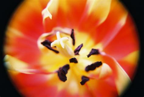 Eye Of The Tulip Shutterbug