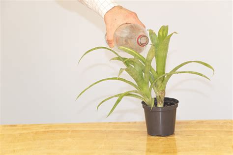 빌베르기아 식물에 물을 채는 한 남자 보살핌을 위한 개념 개념에 대한 스톡 사진 및 기타 이미지 개념 남자 남자들만 Istock