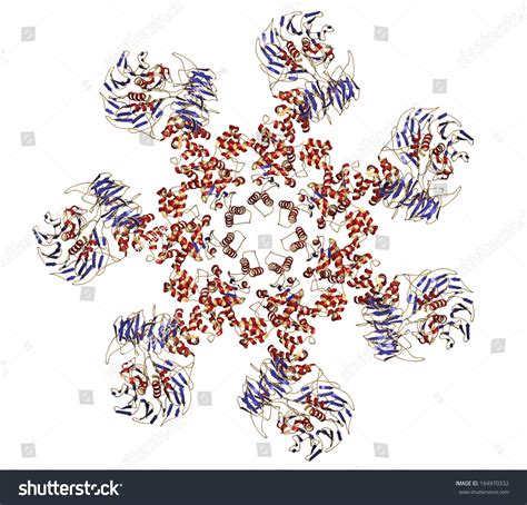 Human Apoptosome Structure Apoptosome Plays Essential Stock