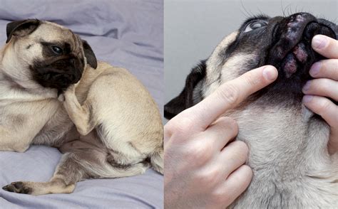 Pueden Los Perros Causar Alergias A Los Humanos