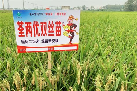 荃两优双丝苗 安徽荃银高科农业投资开发有限公司