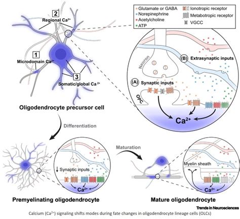 Spatiotemporal Calcium Dynamics Orchestrate Oligodendrocyte Development And Myelination