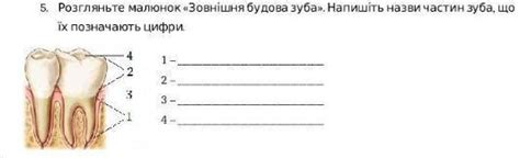 5 Розгляньте малюнок Зовнішня будова зуба Напишіть назви частин зуба що Їх позначають цифри