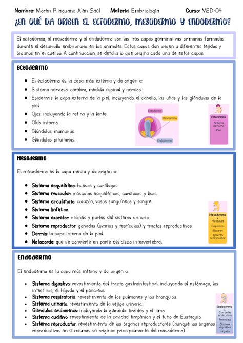 Embriologia Tarea El Ectodermo El Mesodermo Y El Endodermo Son Las Tres Capas Germinativas