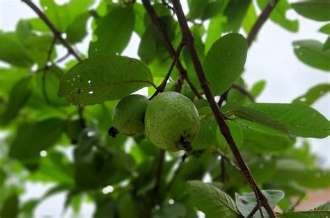 Bukan Hanya Punya Buah Enak Ini Manfaat Dari Daun Jambu Biji Bobo