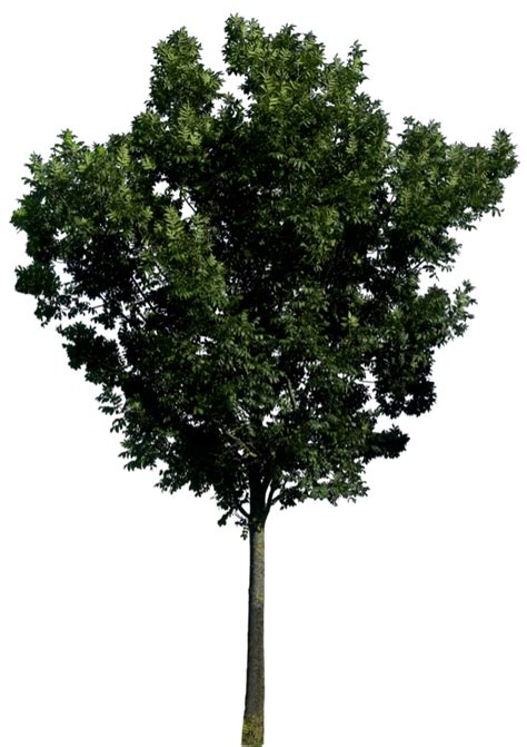 Tree Png Free PNG Images Download Tree Png Free Pictures Download Tree Png Free PNG