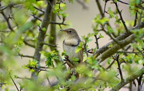 Grasshopper Warbler Britain S Wildlife