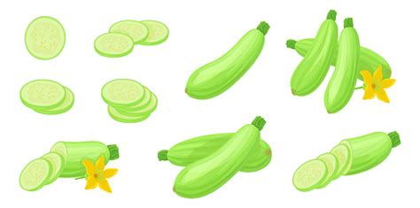 만화 스타일의 신선한 녹색 호박 세트 야채 전체의 벡터 일러스트 레이 션과 조각과 반쪽 흰색 배경에 크고 작은 크기로 자릅니다 건강한 생활방식에 대한 스톡 벡터 아트 및