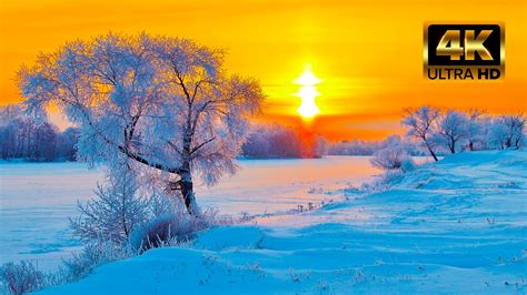 Успокаивающее Пение Птиц Ранним Февральским Утром На Реке Зимние Голоса Птиц Для Отдыха И Сна