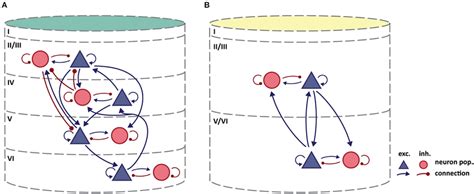A Intrinsic Circuitry In Granular Cat Striate Cortex Adapted From Download Scientific Diagram