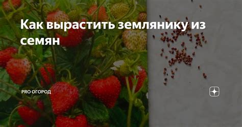 Как вырастить землянику из семян Pro ОГОРОД Дзен