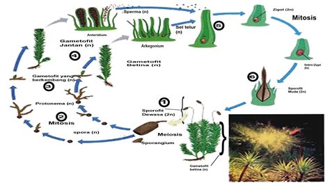Metagenesis Tumbuhan Lumut Beserta Skema Metagenesis Lumut Anto Tunggal
