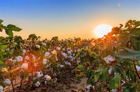 U S Cotton The Cotton The World Trusts Cotton Usa