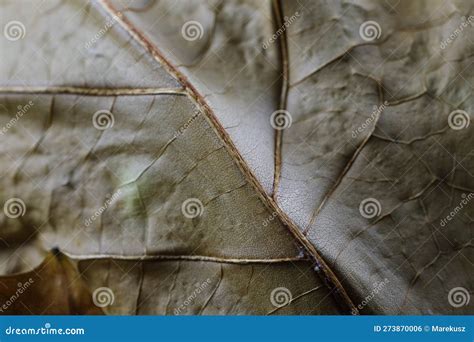 Structure Of A Maple Tree Leaf Stock Photo Image Of Color Aging