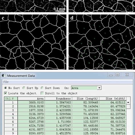Image Processing And Cell Morphology Of Mature Maize Endosperm A Download Scientific Diagram