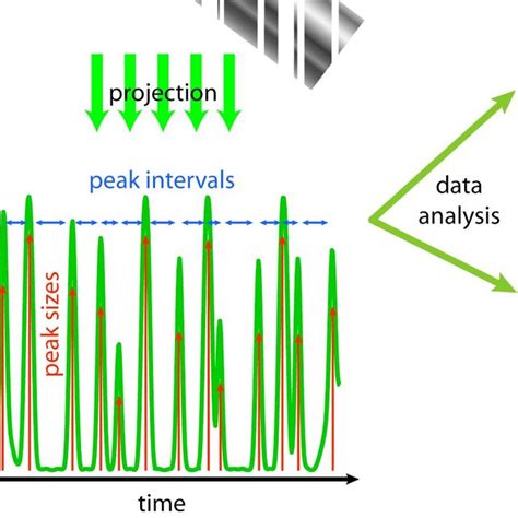 Automated Kymograph Analysis Algorithm A Radon Transform Is Used To