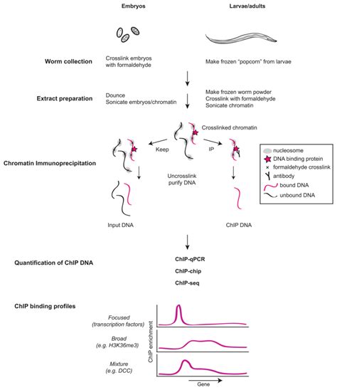 Chromatin Immunoprecipitation