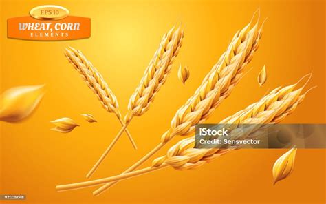 자세한 밀 귀 귀리 또는 보 리 노란색 배경에 고립 자연 성분 요소입니다 건강 한 음식 농업 빵 또는 자르기 테마 벡터 현실적인