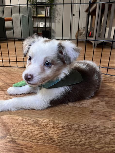 New Wiggle Butt Has Entered The Chat Rwigglebutts