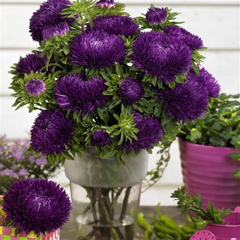 Aster Seeds Tiger Paw Aster Flower Seeds