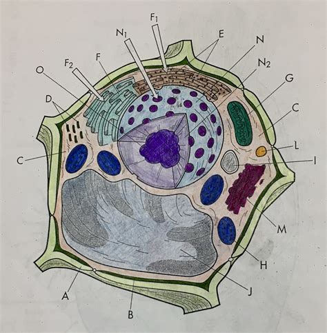 Cell Structure Diagram Quizlet