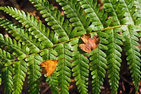 蕨类 植物 绿色 Pixabay上的免费照片