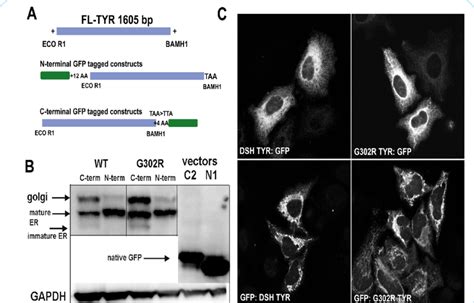 Expression Of Gfp Fusion Constructs A Construct Designs B Wb Download Scientific Diagram